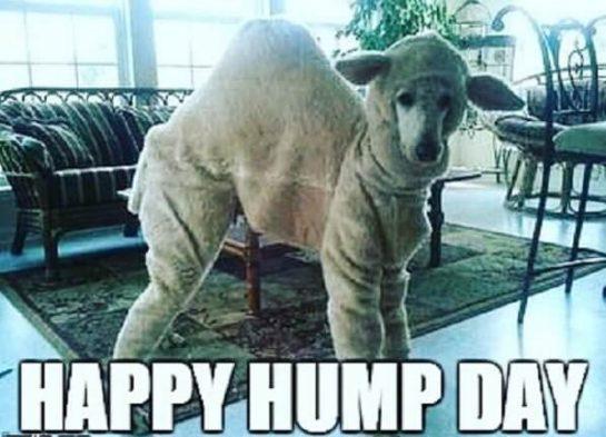 35 Funniest Hump Day Meme - Meme Central