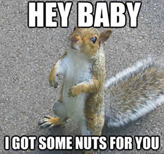 ️ 40 Funniest Squirrel Meme - Meme Central